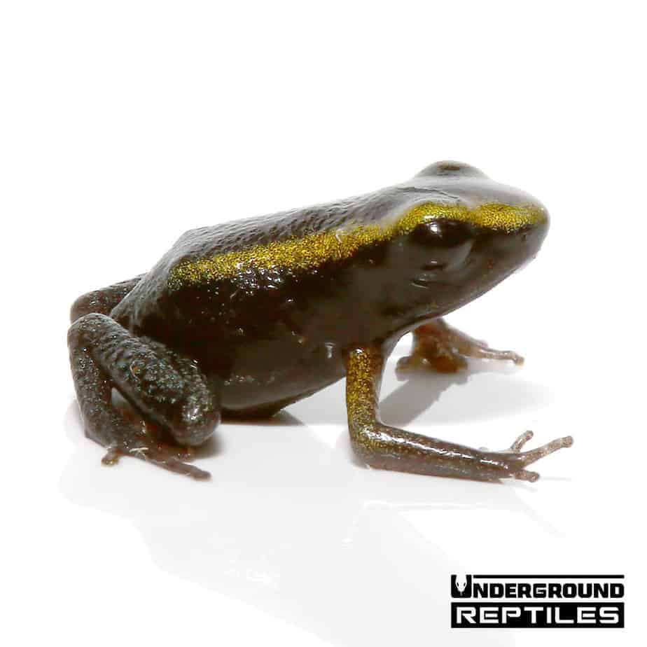Mint Terribilis Dart Frogs For Sale - Underground Reptiles