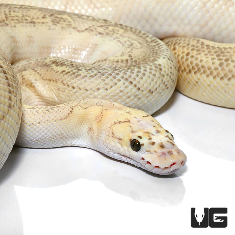 Snakes For Sale - Underground Reptiles
