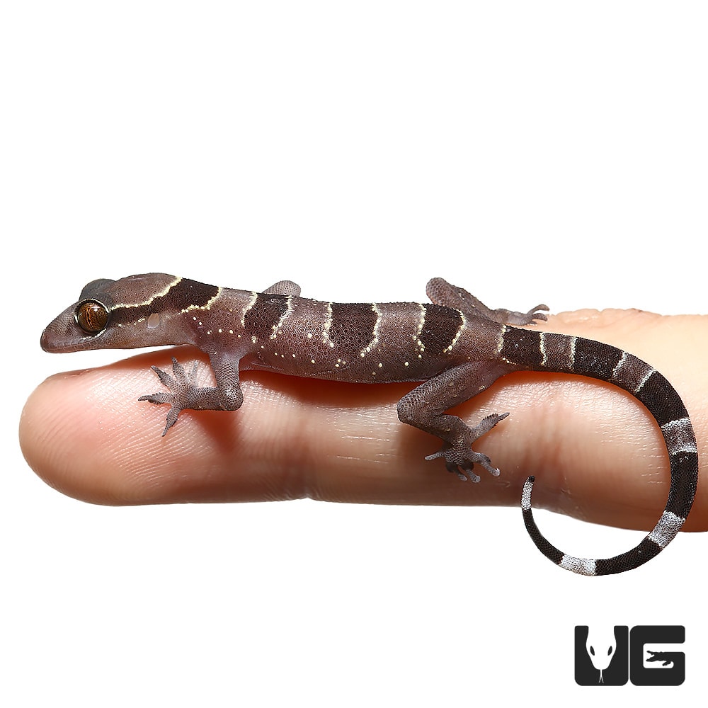 Banded Leaf Toe Geckos (Hemidactylus fasciatus) For Sale - Underground ...