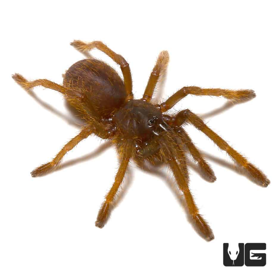 Chinese Giant Gold Tarantula (.25 - .75'') - Underground Reptiles