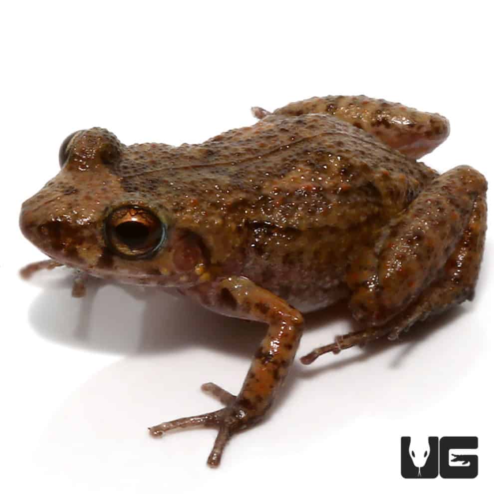Green House Frog - Underground Reptiles