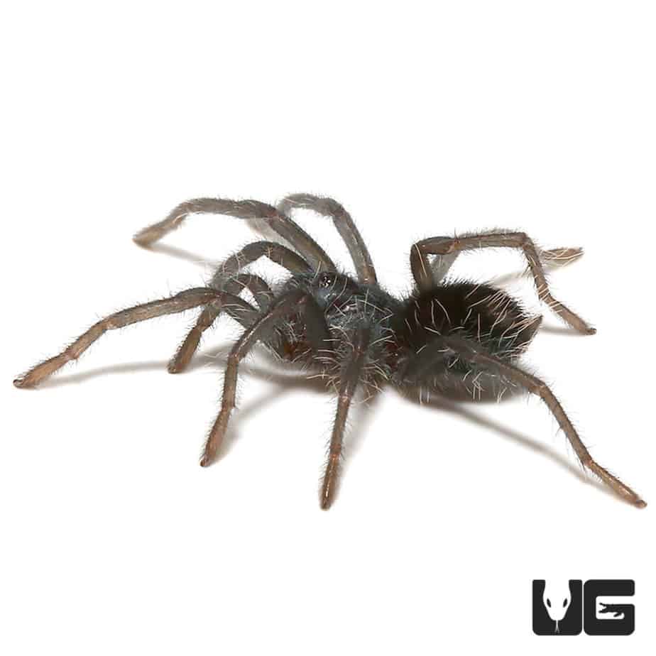 Hispaniolan Giant Tarantula (.75 - 1.25'') - Underground Reptiles