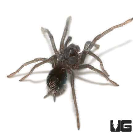 Hispaniolan Giant Tarantula (.75 - 1.25'') - Underground Reptiles