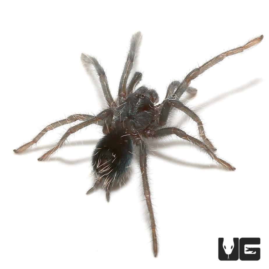 Hispaniolan Giant Tarantula (.75 - 1.25'') - Underground Reptiles
