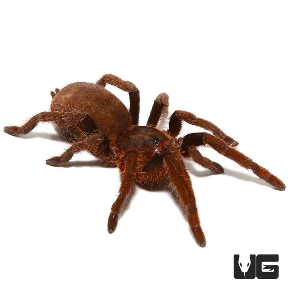 Nigerian Rust Red Tarantula (1'') - Underground Reptiles