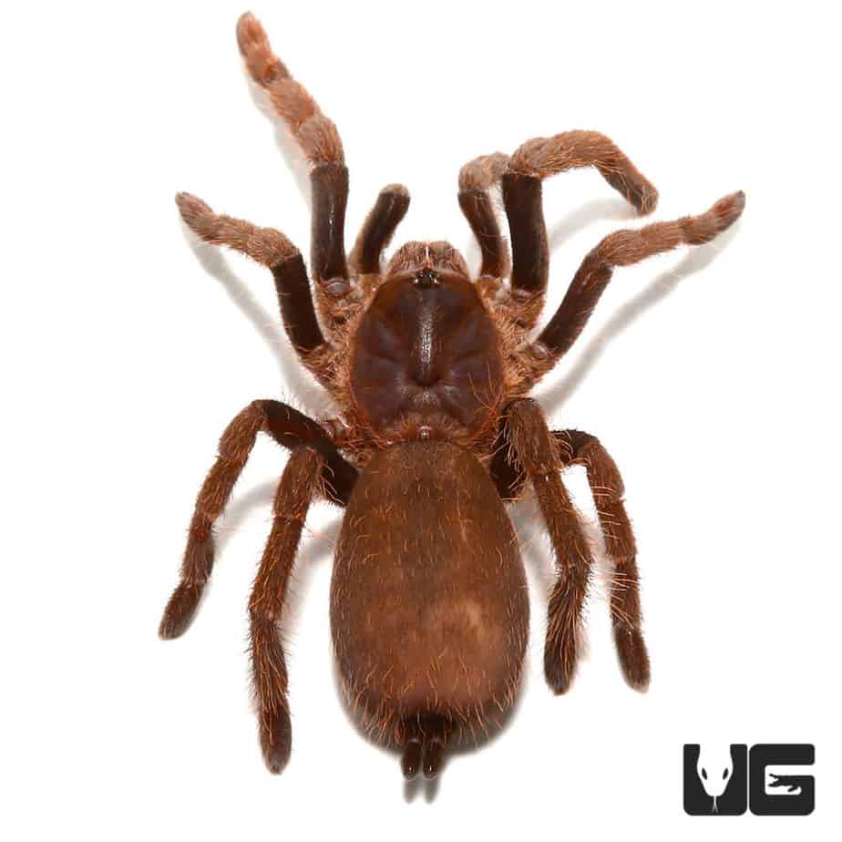 Nigerian Rust Red Tarantula (1'') - Underground Reptiles