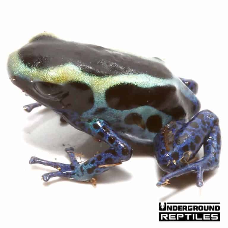Powder Blue Tinctorius Dart Frogs For Sale - Underground Reptiles