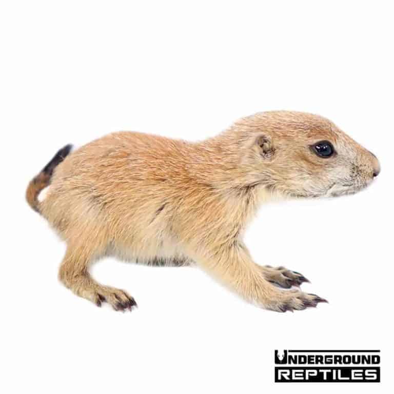 Baby Prairie Dog - Underground Reptiles