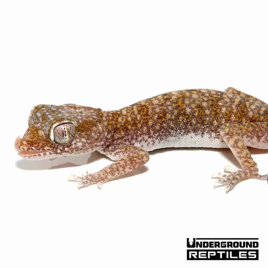 Short Fingered Gecko For Sale - Underground Reptiles