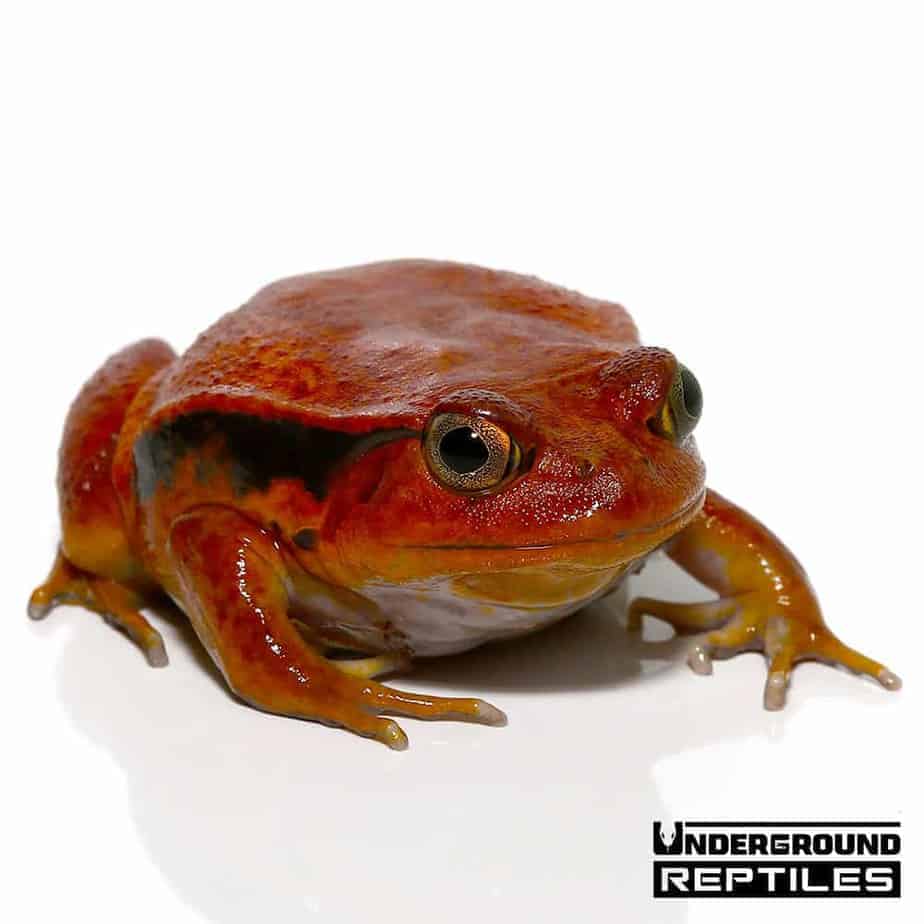Tomato Frog - Underground Reptiles