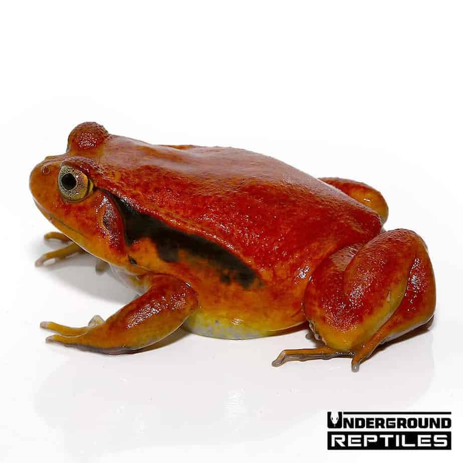 Tomato Frog - Underground Reptiles
