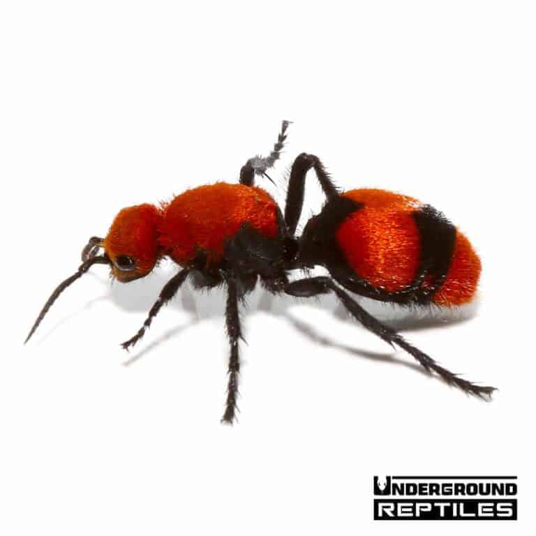 Velvet Ant - Underground Reptiles