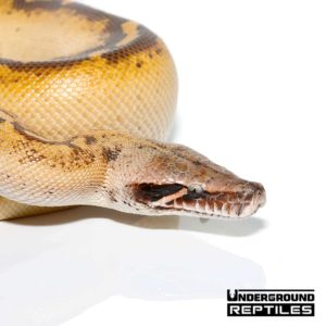 Yearling Ivory Blood Python - Underground Reptiles