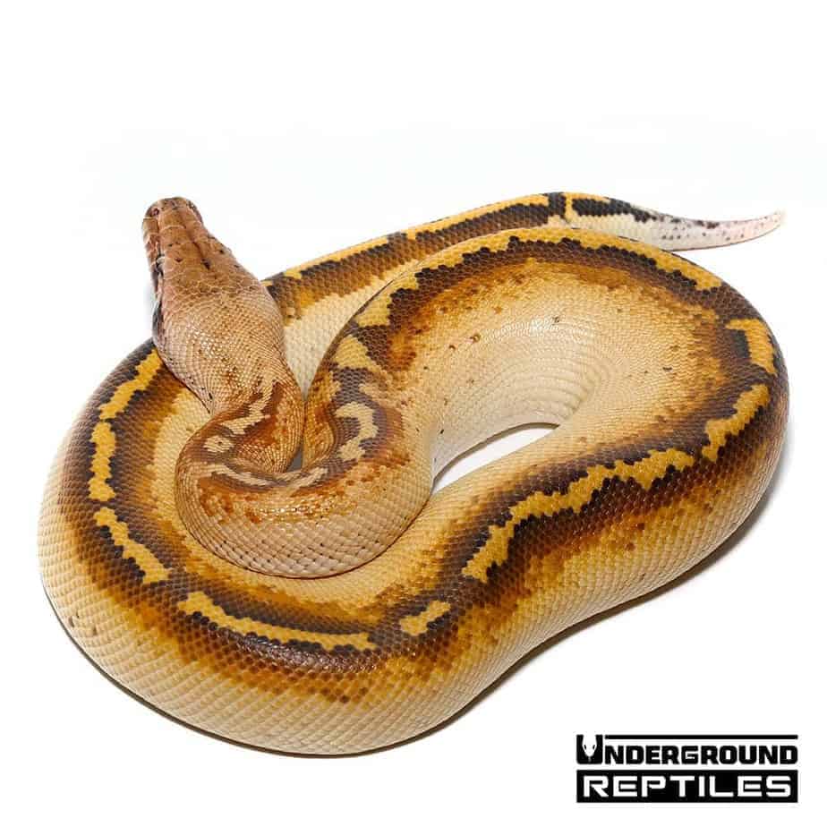 Yearling Ivory Blood Python - Underground Reptiles
