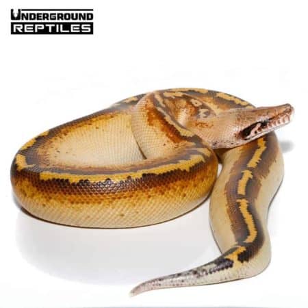 Yearling Ivory Blood Python - Underground Reptiles