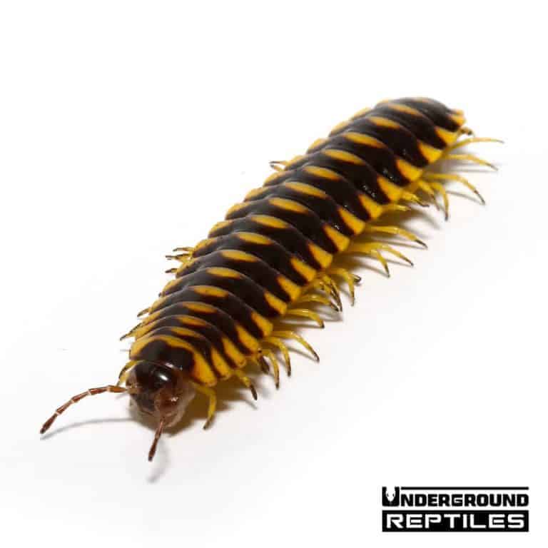 Yellow Flat Millipede - Underground Reptiles