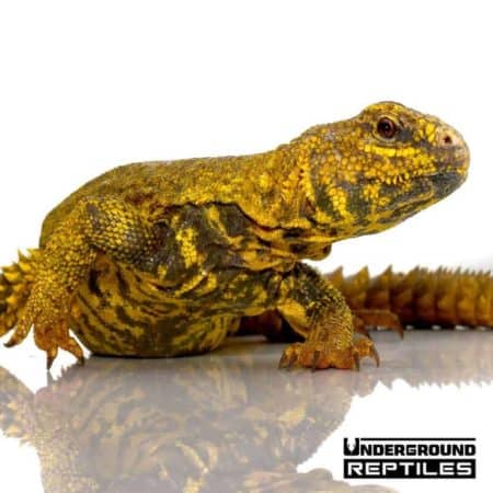 Saharan Yellow Uromastyxs For Sale - Underground Reptiles