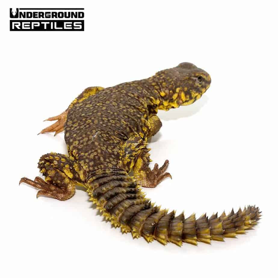 Saharan Yellow Uromastyxs For Sale - Underground Reptiles