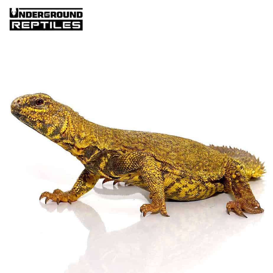 Saharan Yellow Uromastyxs For Sale - Underground Reptiles