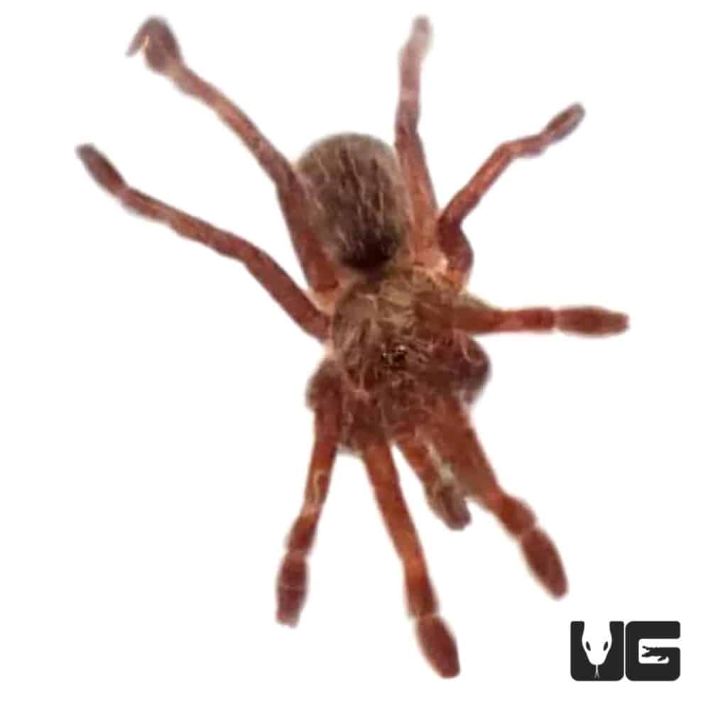 Zimbabwe Grey Baboon Tarantula (1'') - Underground Reptiles