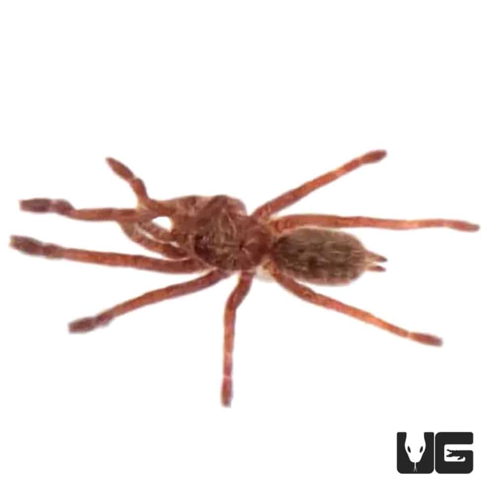 Zimbabwe Grey Baboon Tarantula (1'') - Underground Reptiles