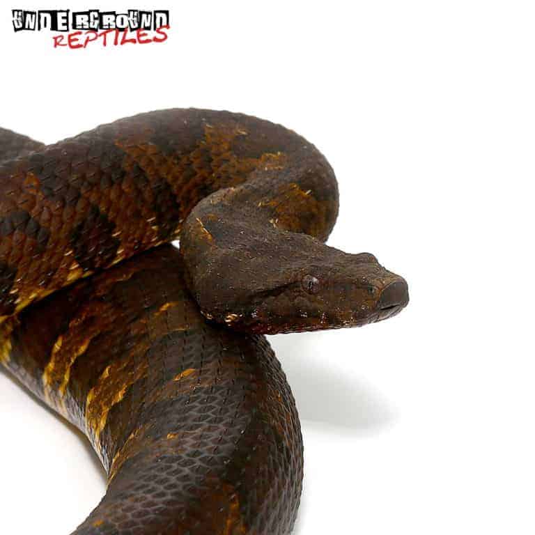 Viper Boa - Underground Reptiles