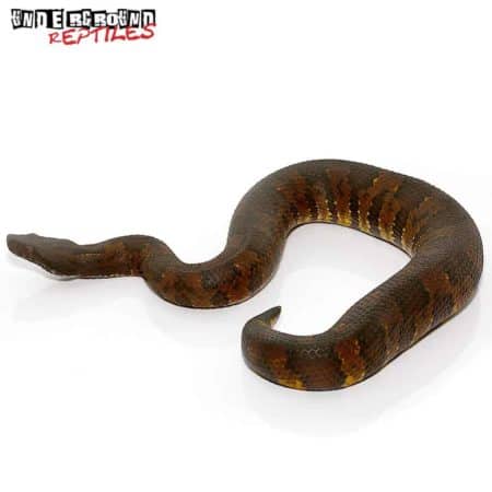 Viper Boa - Underground Reptiles