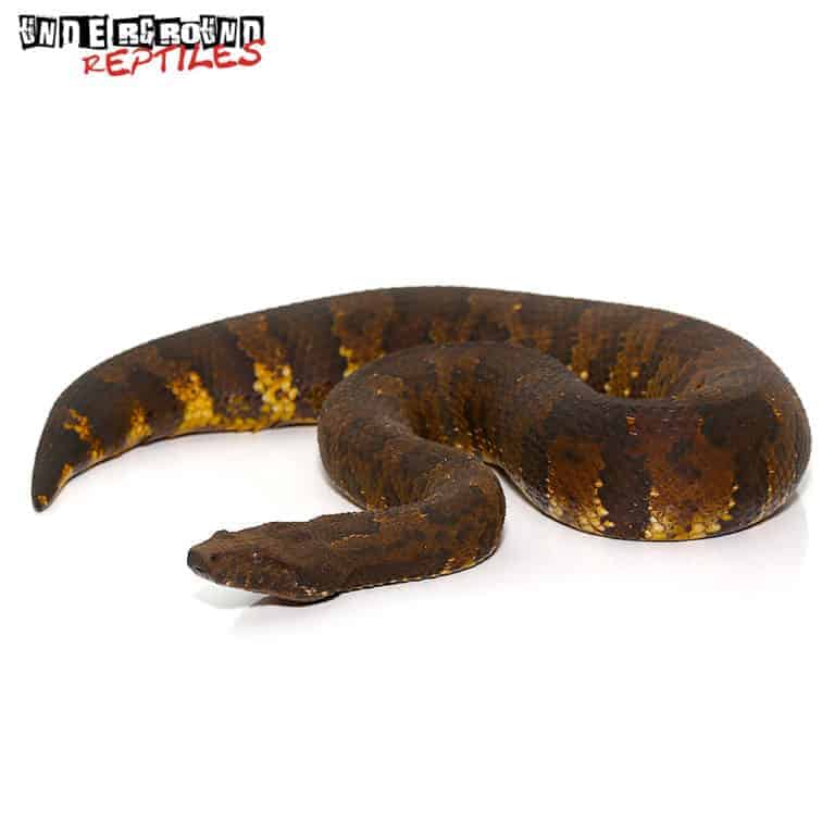 Viper Boa - Underground Reptiles