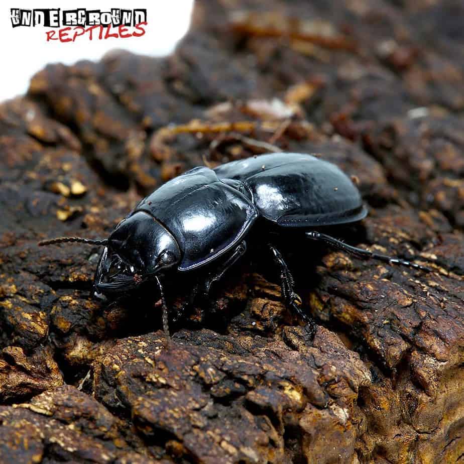 Warrior Beetle - Underground Reptiles