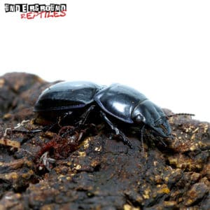 Warrior Beetle - Underground Reptiles