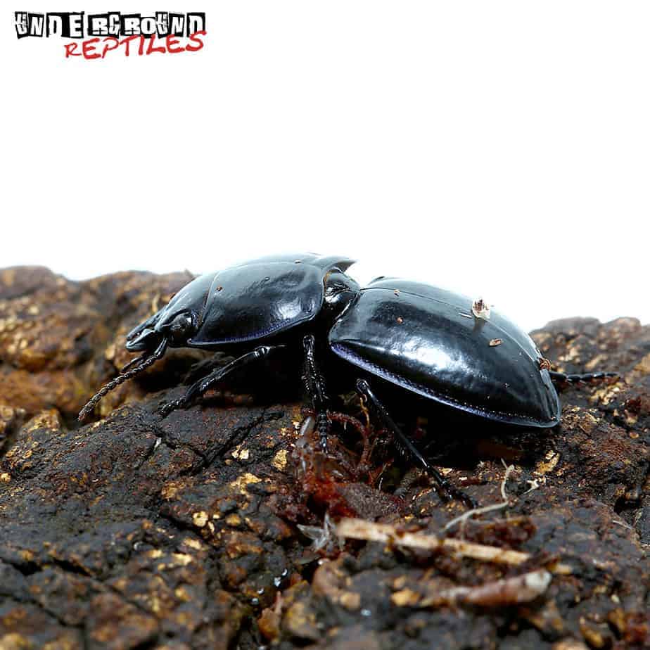 Warrior Beetle - Underground Reptiles