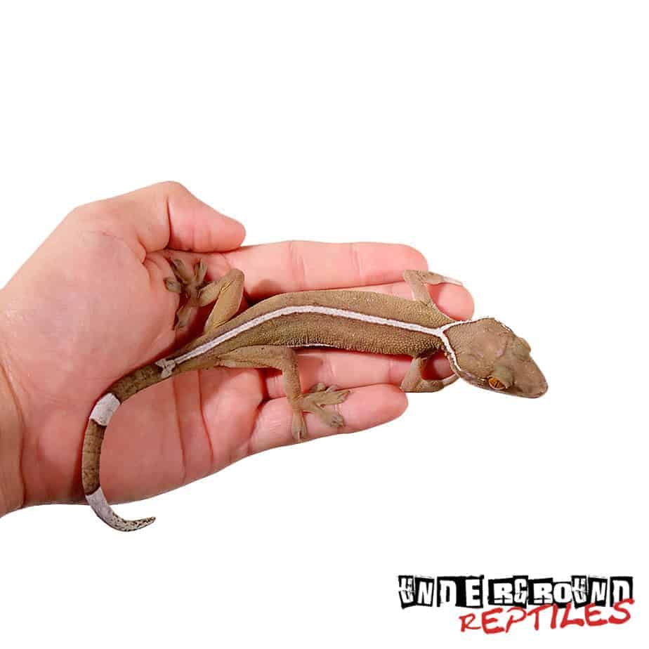White Lined Geckos For Sale - Underground Reptiles