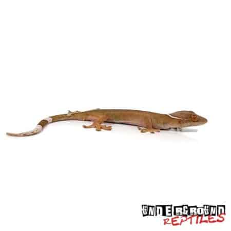 White Lined Geckos For Sale - Underground Reptiles