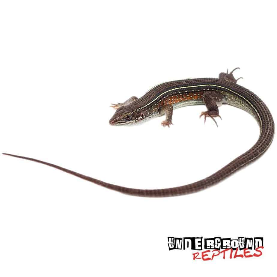 Yellow Throated Plated Lizard For Sale - Underground Reptiles