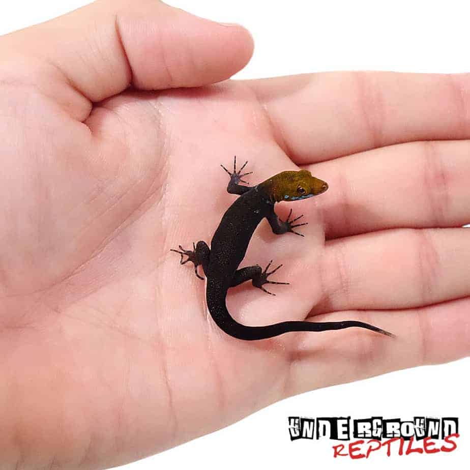Yellow Headed Dwarf Gecko - Underground Reptiles
