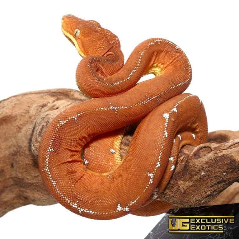 Baby Amazon Basin Emerald Tree Boas For Sale - Underground Reptiles