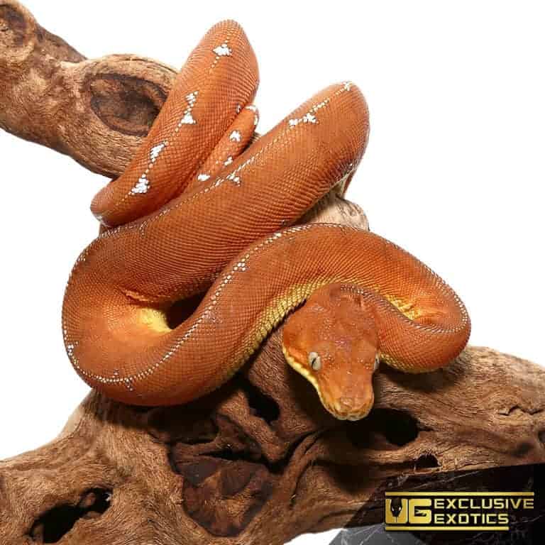 Baby Amazon Basin Emerald Tree Boas For Sale - Underground Reptiles