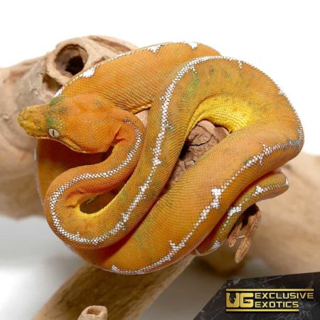 Amazon Basin Emerald Tree Boa For Sale - Underground Reptiles