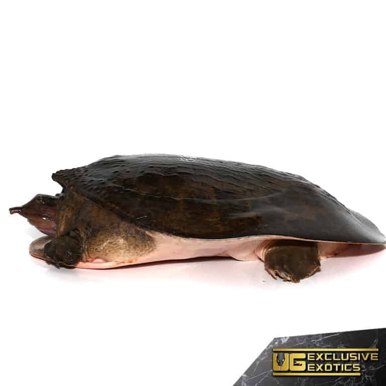 Adult Florida Softshell Turtles For Sale - Underground Reptiles