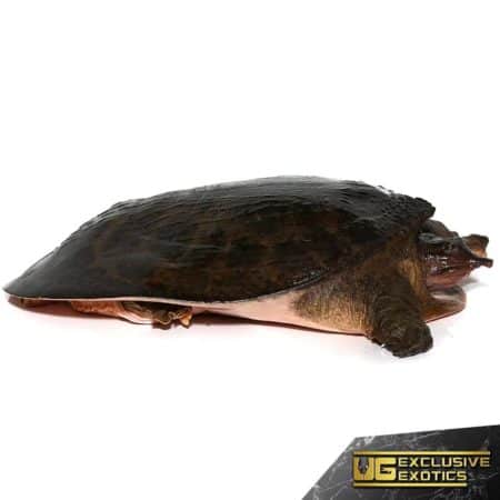 Adult Florida Softshell Turtles For Sale - Underground Reptiles