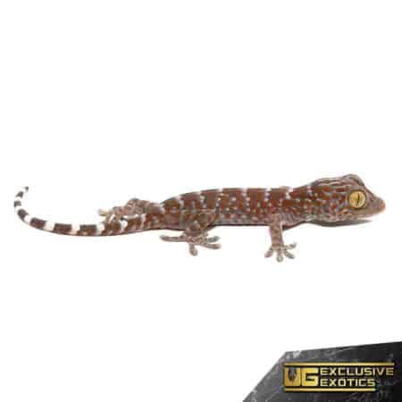 Baby Tokay Geckos (Gekko gecko) For Sale - Underground Reptiles