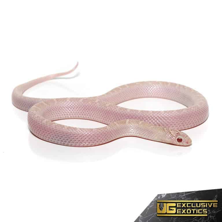 Baby White Sided Lavender Brooks Kingsnakes (Lampropeltis getula ...