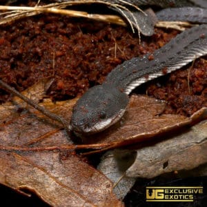 Dragon Snakes (Xenodermus javanicus) For Sale - Underground Reptiles