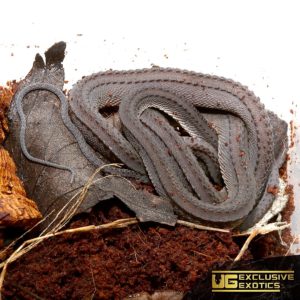 Dragon Snakes (Xenodermus javanicus) For Sale - Underground Reptiles