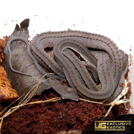 Dragon Snakes (Xenodermus javanicus) For Sale - Underground Reptiles