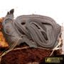 Dragon Snakes (Xenodermus javanicus) For Sale - Underground Reptiles
