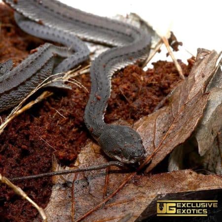 Dragon Snakes (Xenodermus javanicus) For Sale - Underground Reptiles
