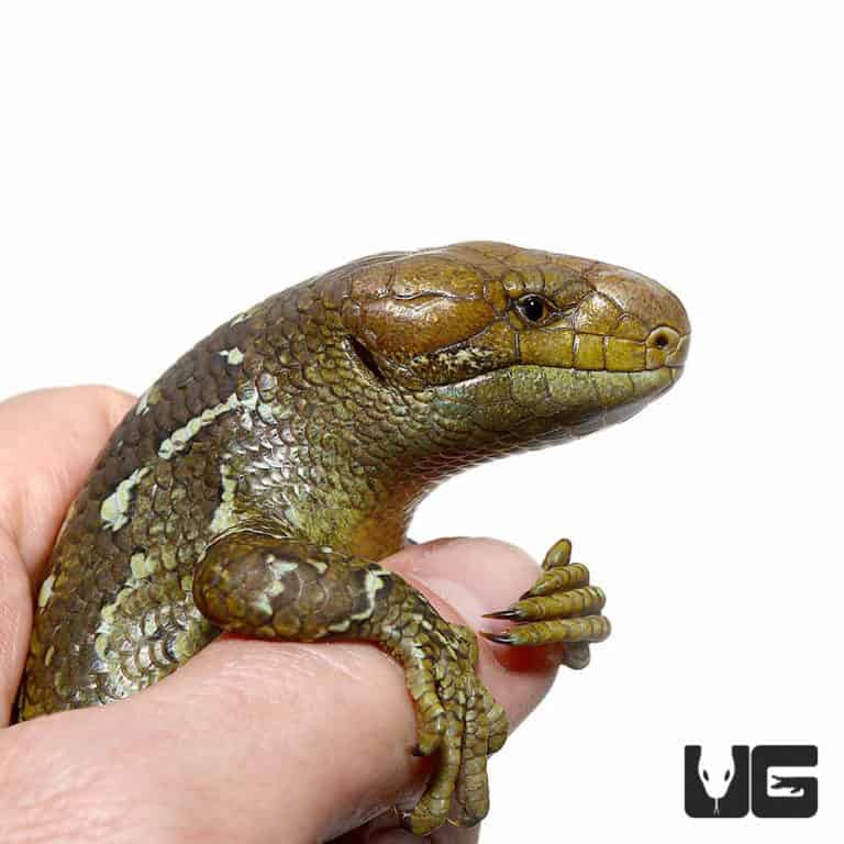 Skinks For Sale - Underground Reptiles