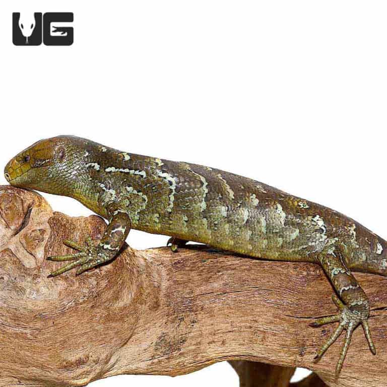 New Born Monkey Tailed Skinks For Sale - Underground Reptiles