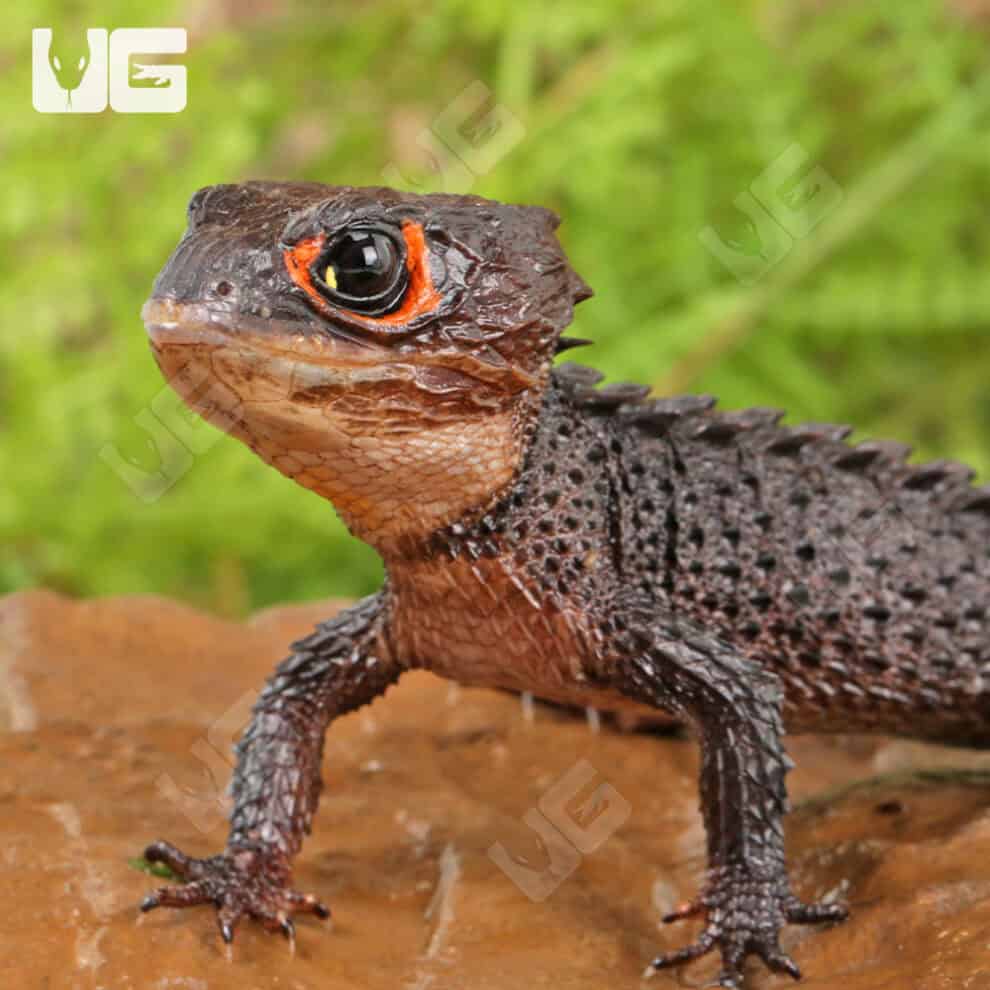 Red Eyed Crocodile Skinks For Sale - Underground Reptiles